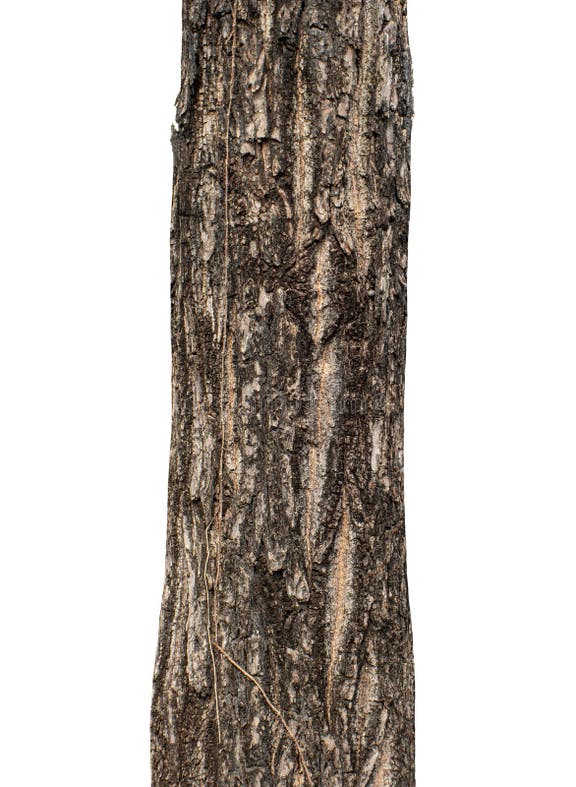 Trunk of a Tree Isolated on White Background . Stock Photo - Image of ...