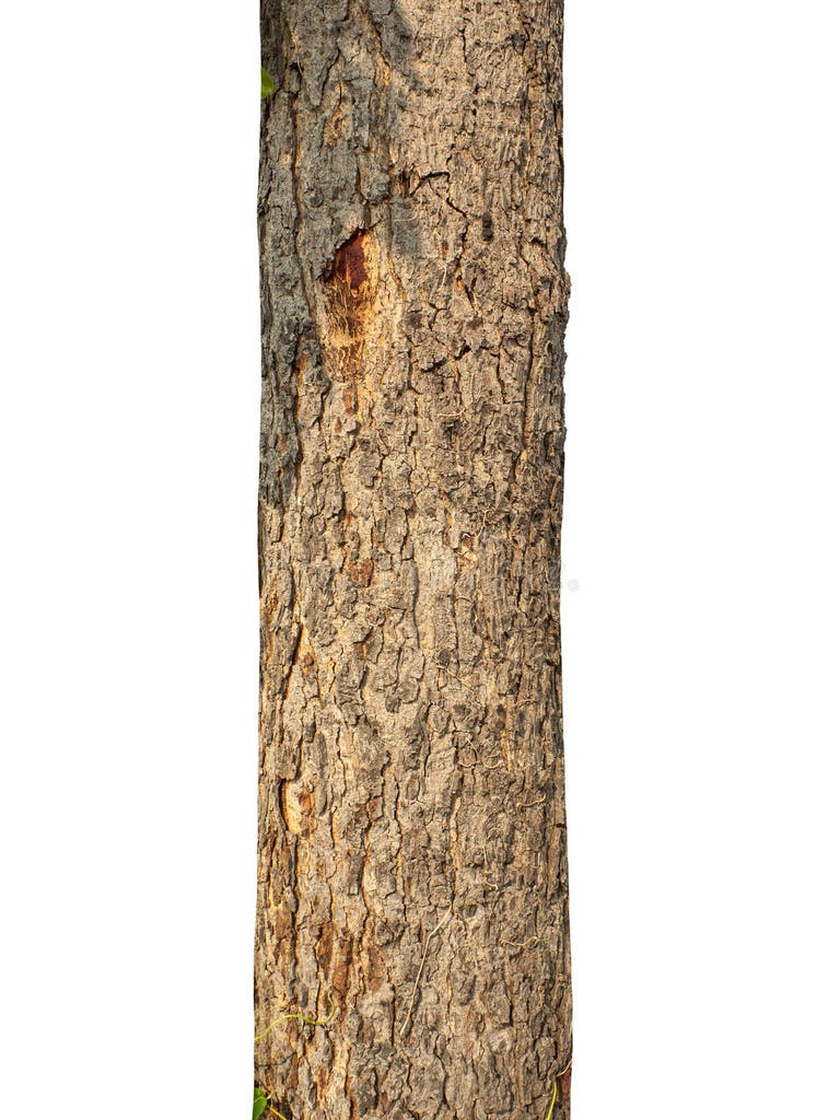 7,296 Tree Trunk Alpha Stock Photos - Free & Royalty-Free Stock Photos ...