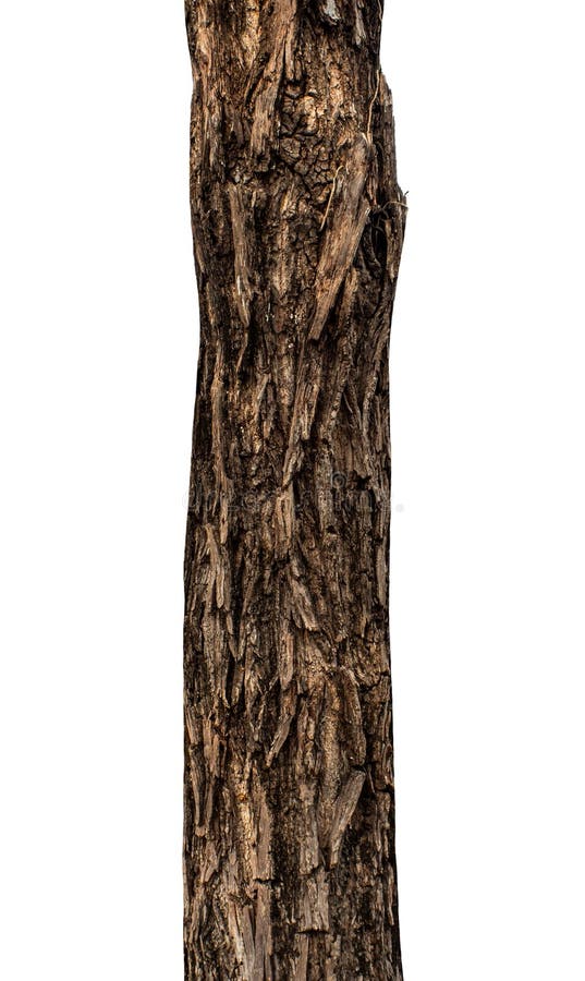 Trunk of a Tree Isolated on White Background . Stock Image - Image of ...
