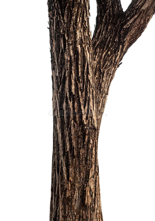 Trunk of a Tree Isolated on White Background . Stock Image - Image of ...