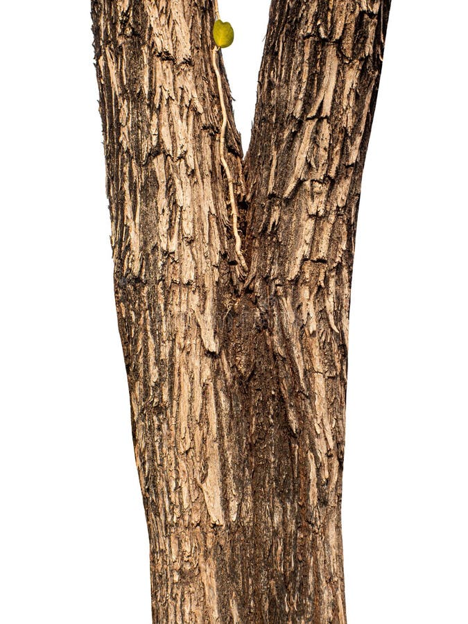 Trunk of a Tree Isolated on White Background . Stock Photo - Image of ...