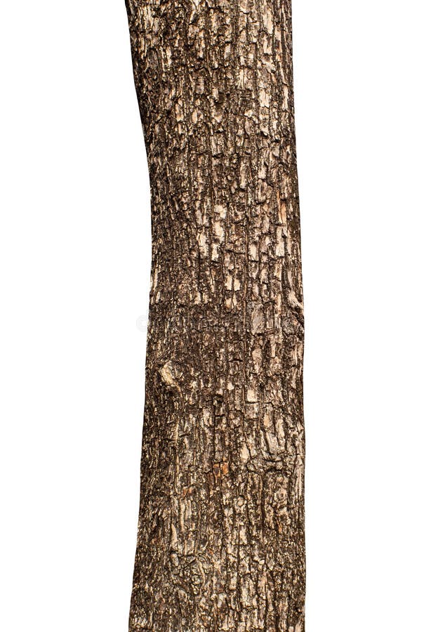 Trunk of a Tree Isolated on White Background . Stock Image - Image of ...