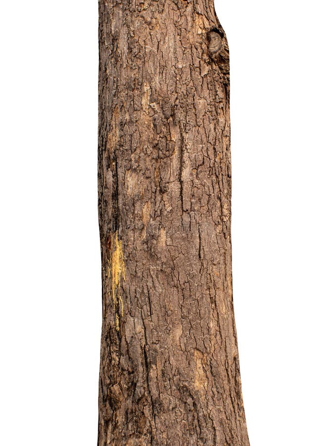 Trunk of a Tree Isolated on White Background . Stock Image - Image of ...