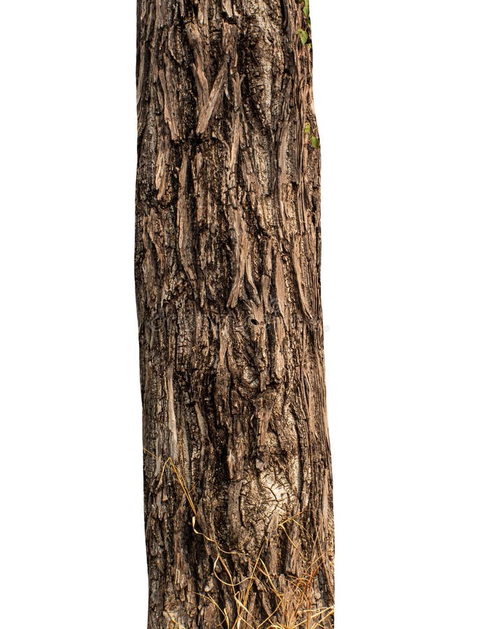 Trunk of a Tree Isolated on White Background . Stock Photo - Image of ...