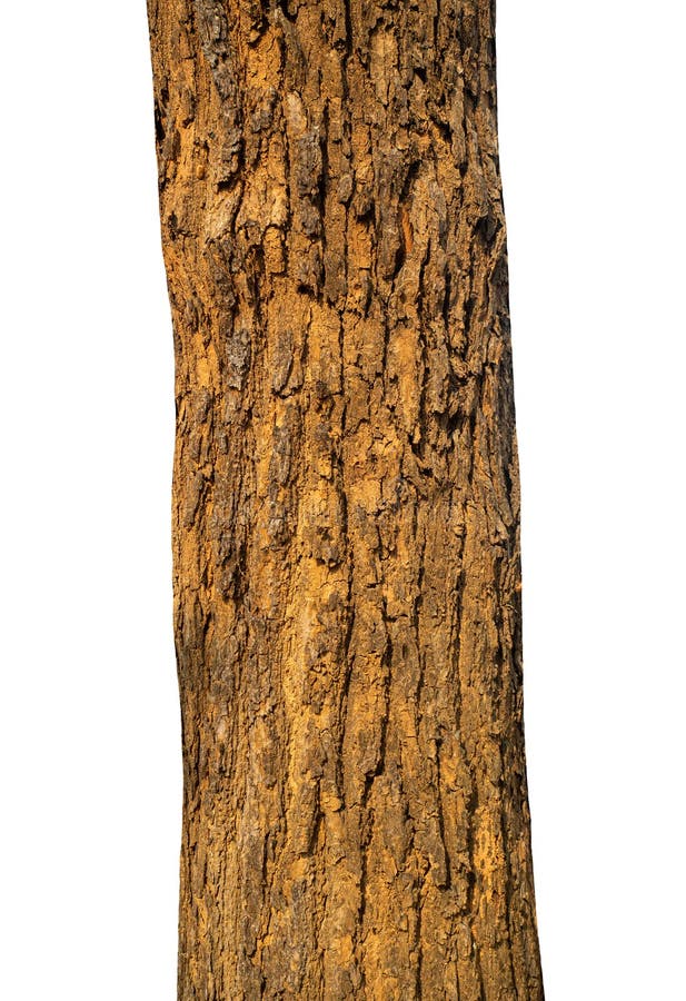 Trunk of a Tree Isolated on White Background . Stock Image - Image of ...