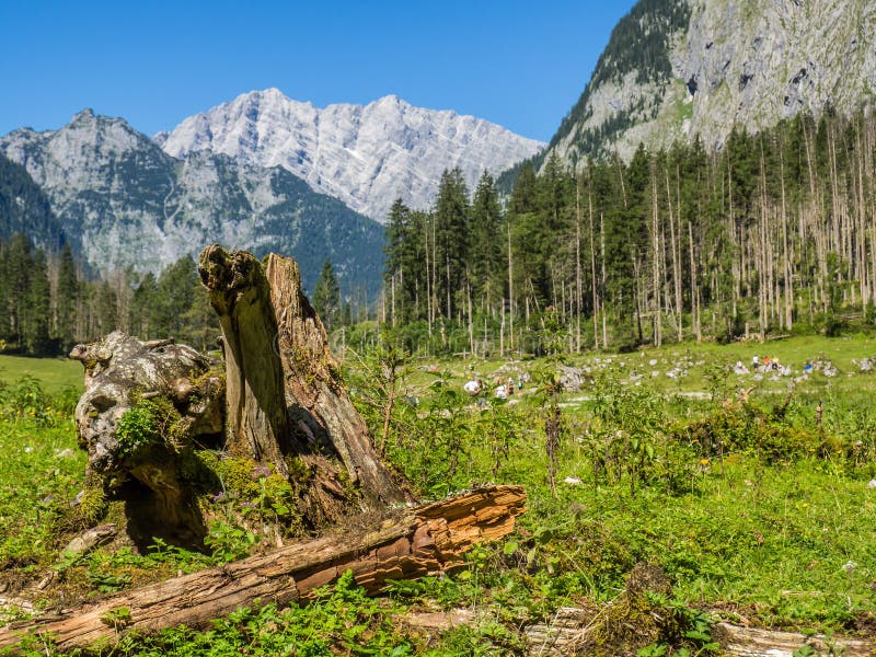 Trunk Tree Landscape Alps Nature Stock Photo - Image of landmark ...