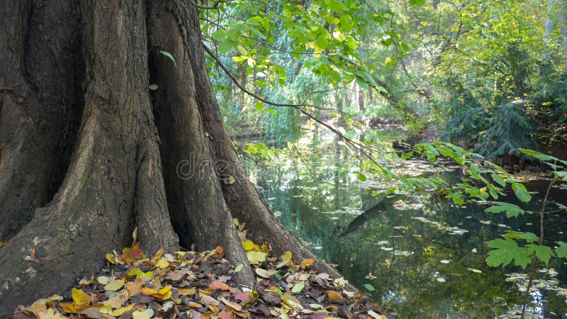 Tree, Fallen Leaves and Reflections of Trees at the Lakeside in Autumn ...