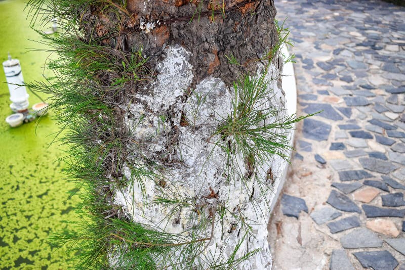 Trunk of Tree with Moss on Pavement with Green Water Stock Image ...