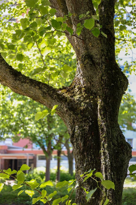 A Trunk of a Tree with Moss Under Sunlight Stock Photo - Image of ...