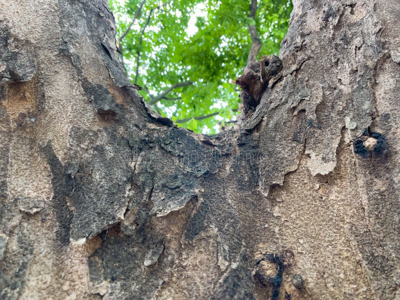 The Trunk of the Tree is Divided into Two Sides. Stock Image - Image of ...