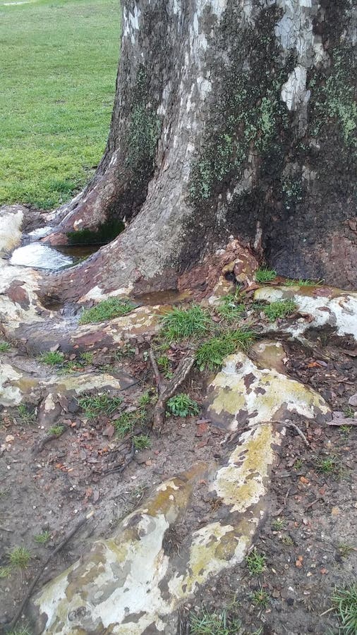 Trunk stock image. Image of nature, trunk, work, tree - 89997563