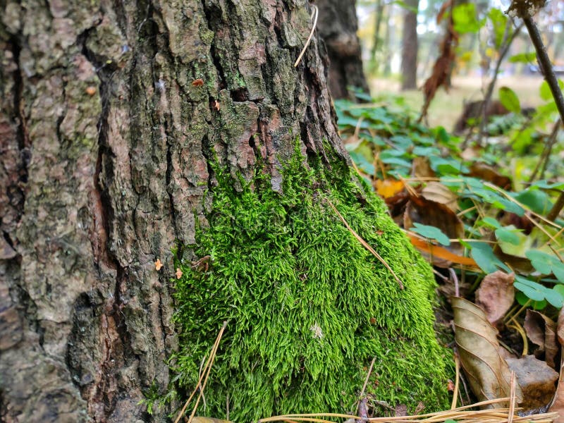 The Trunk of a Tree, Overgrown with Green Moss Stock Photo - Image of ... The Trunk of a Tree, Overgrown with Green Moss Stock Photo - Image of ...
