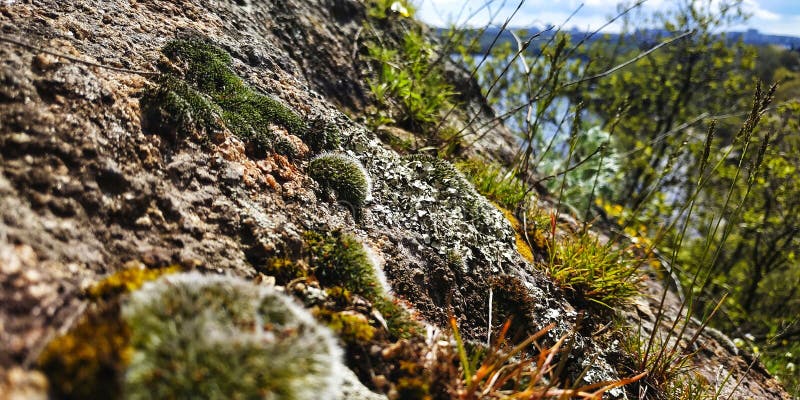 The Trunk of a Tree, Overgrown with Green Moss Stock Image - Image of ...