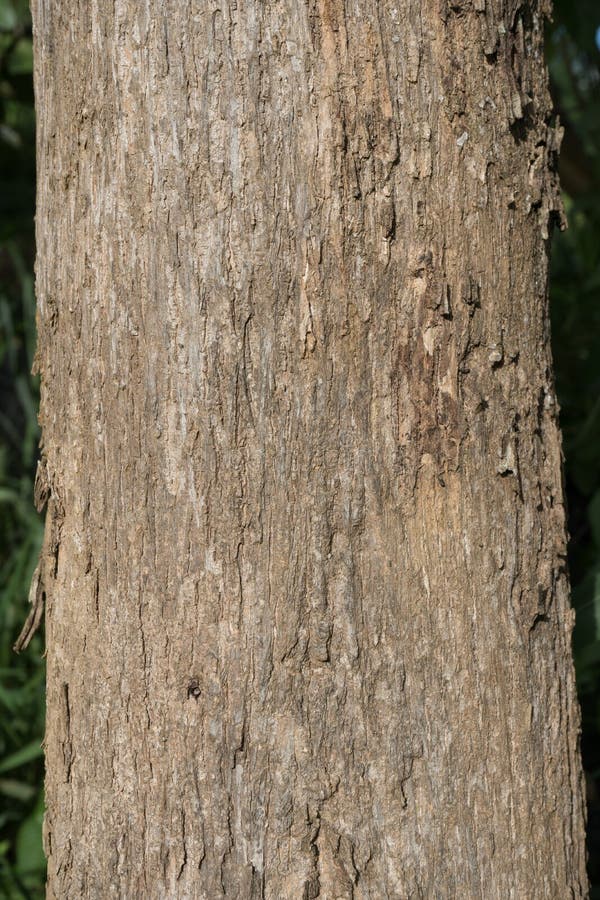 Trunk Tree . Pattern Trunk Tree . Trunk Tree Texture Background for ...