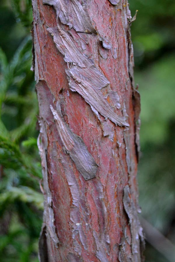 Flakey red bark stock image. Image of tree, trunk, knarled - 195197083