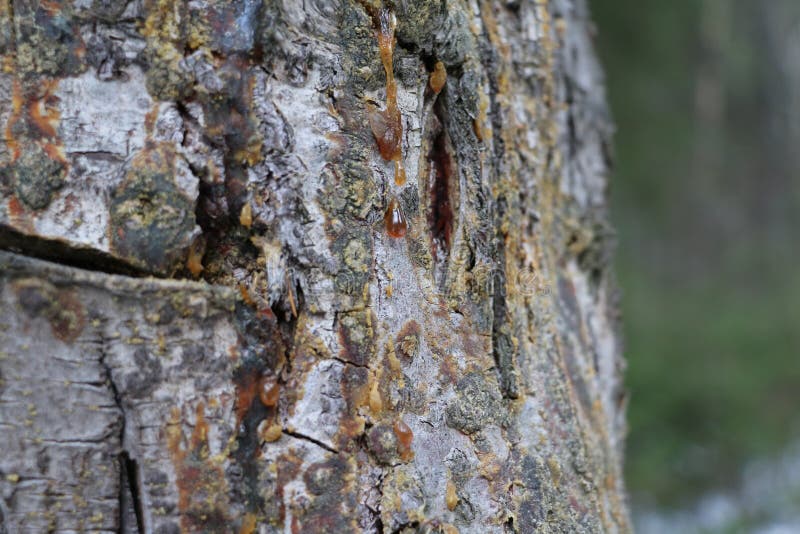 142 Tree Opacity Stock Photos - Free & Royalty-Free Stock Photos from ...