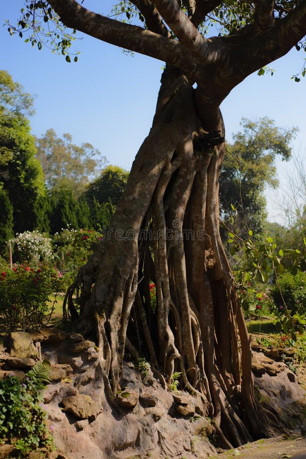 Trunk of Tree Root of Indian Rubber Banyan Tree in a Winter Garden ...