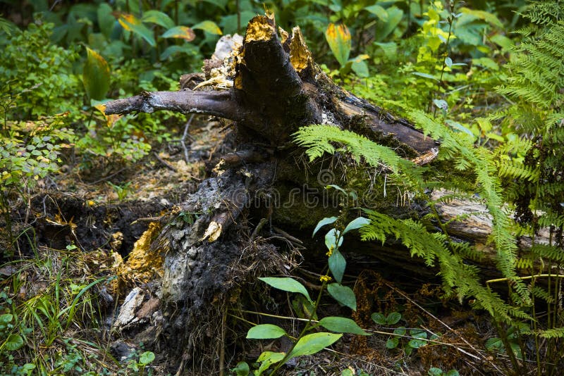 The Roots of a Fallen Tree in a Forest Stock Photo - Image of lofty ...