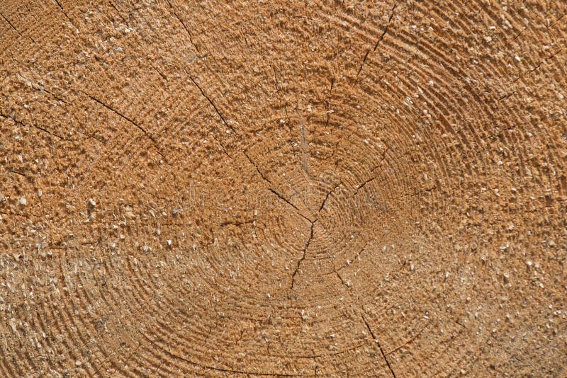 Trunk of a Tree is Sawn Crosswise Stock Photo - Image of wood, industry ...