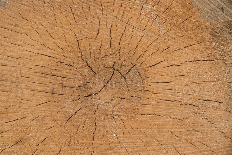 Trunk of a Tree is Sawn Crosswise Stock Photo - Image of moss, pine ...