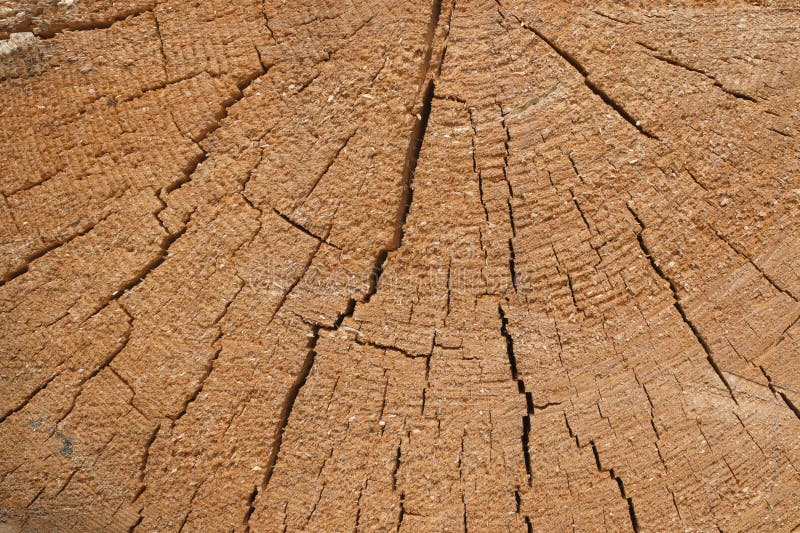 Trunk of a Tree is Sawn Crosswise Stock Photo - Image of abstract ...