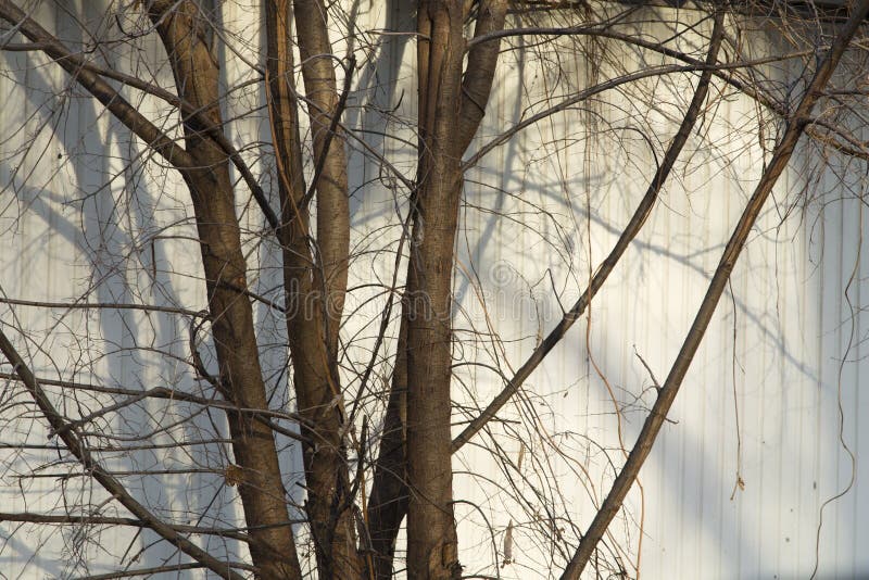Trunk Tree and Shadow on the Fence Stock Photo - Image of closeup ...