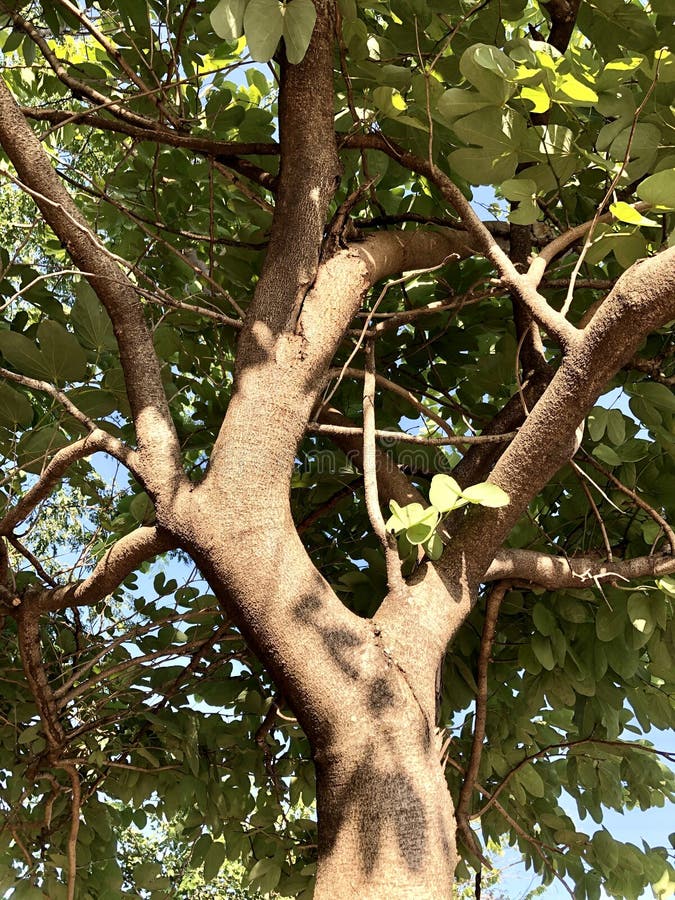 Trunk Tree Showing Its Branches Stock Image - Image of trunk, forest ...