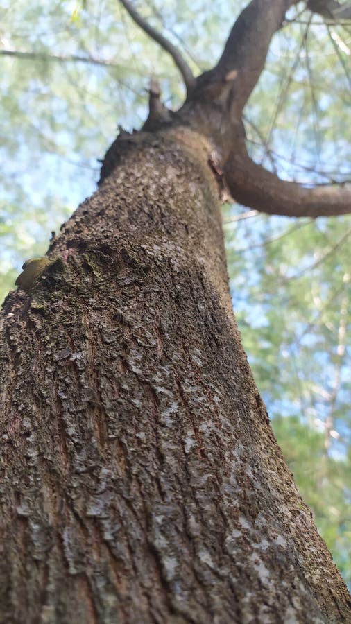 Trunk Tree Solid Produce Wood Stock Image - Image of geology, solid ...