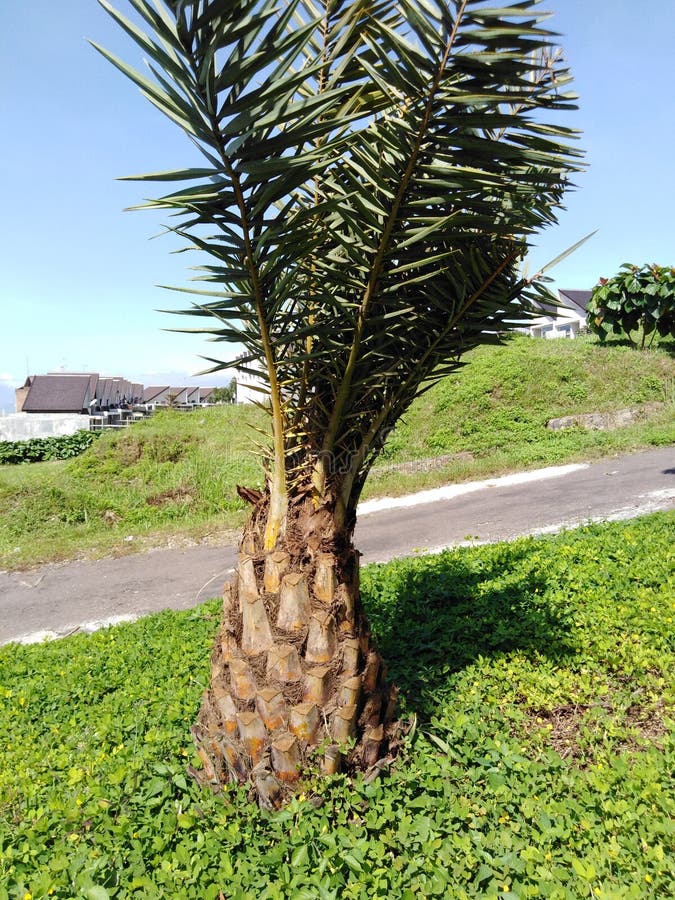 The Trunk of the Tree Standing Strongly Stock Photo - Image of garden ...