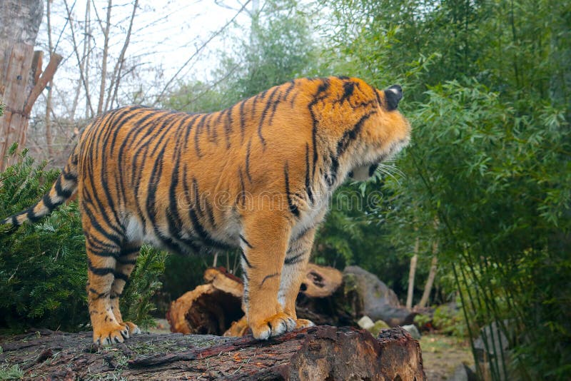 On the Trunk of a Tree Stands a Tiger in the Greenery. Stock Photo ...
