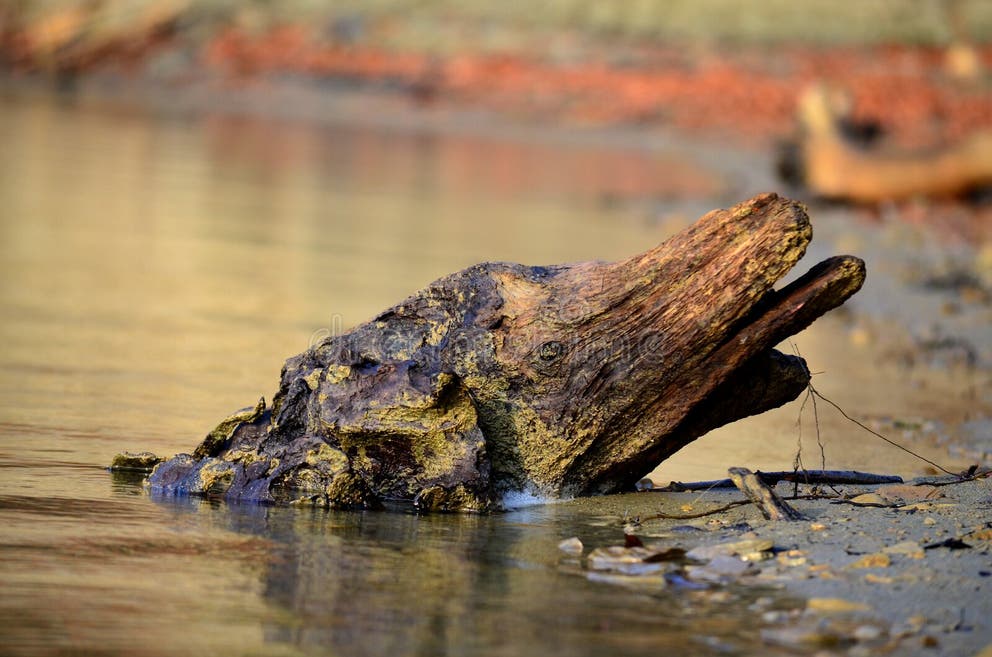 Trunk stock image. Image of tree, water, rocks, leaves - 49622741
