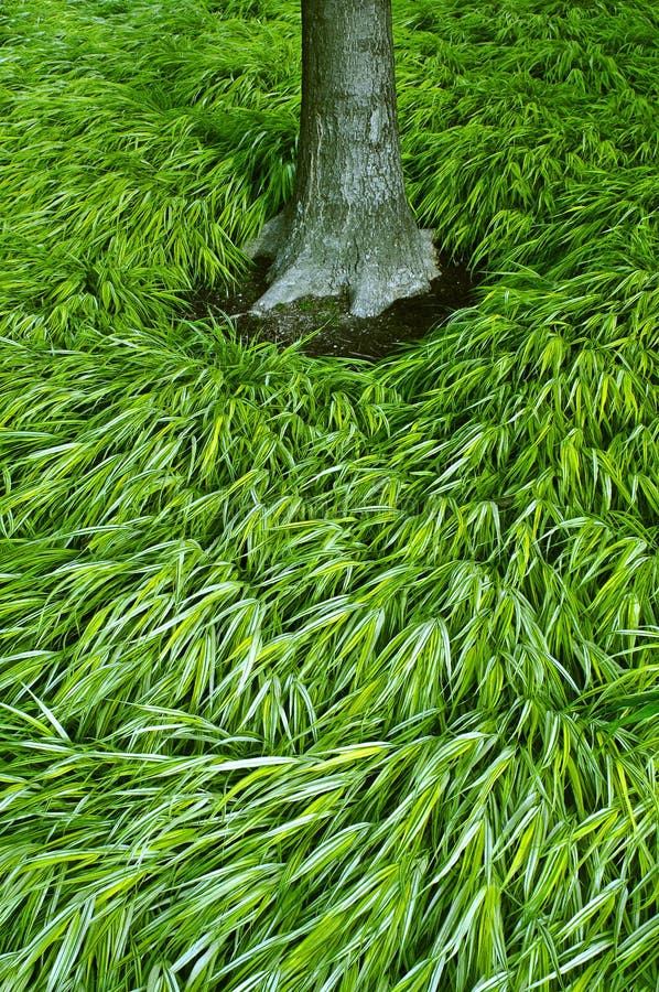 Grass and tree trunk stock image. Image of field, tree - 95367763