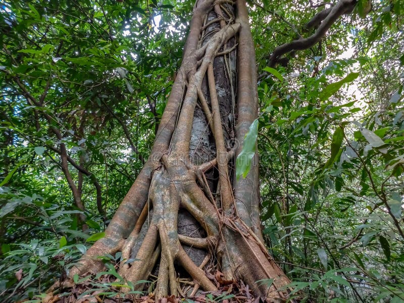 Amazing Trunk of a Jungle Tree Stock Image - Image of trunk, branch ...