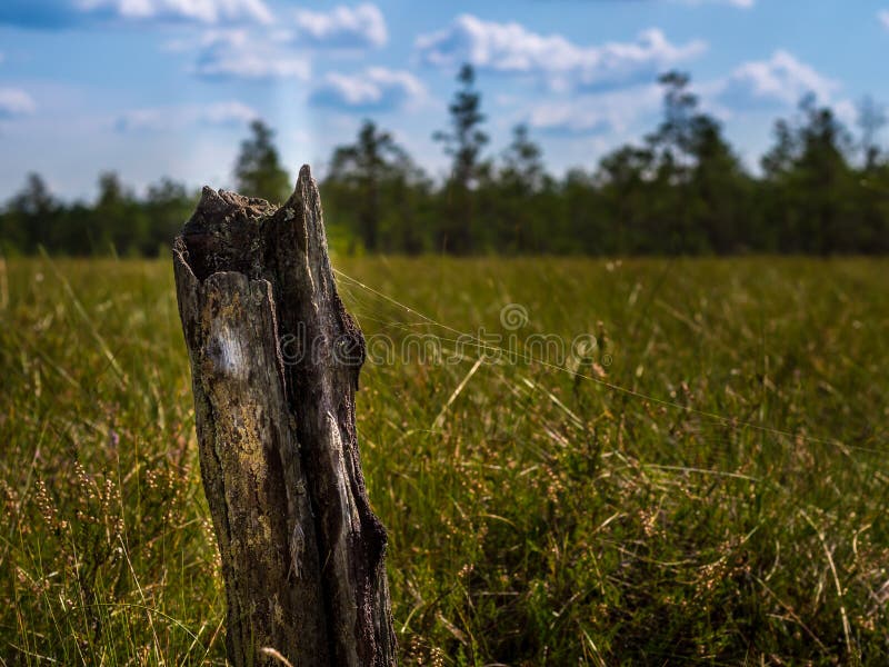 The Trunk of a Swamp Cypress that Has Fallen into the River, Growing in ...