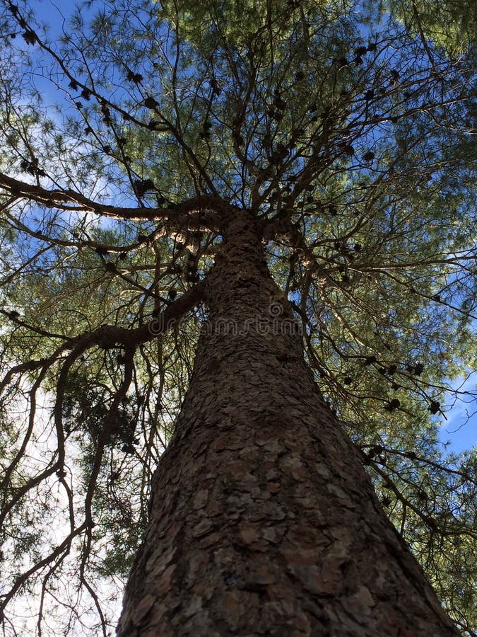 Trunk and Tree Top Viewed from Below Stock Image - Image of beautiful ...