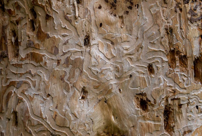 Insect Trails on Wood Below Bark Stock Photo - Image of background ...