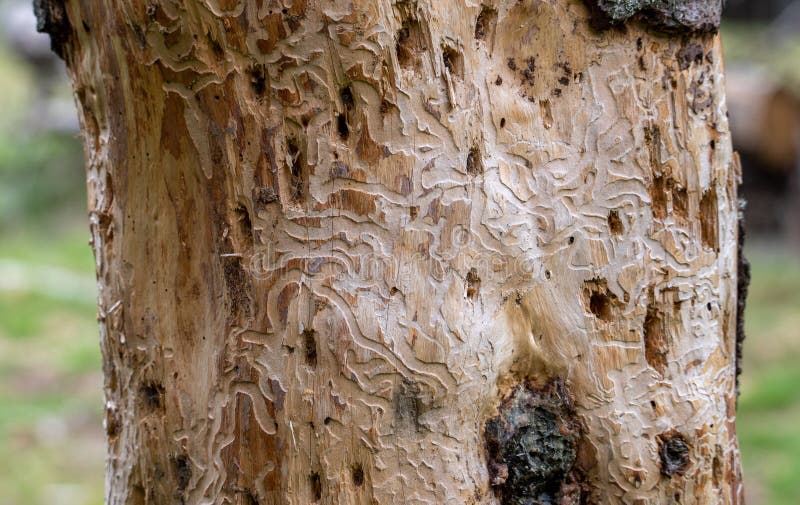 Insect Trails on Wood Below Bark Stock Image - Image of bark, pest ...