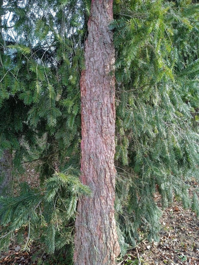 The trunk of a tree stock photo. Image of grove, space - 282462534