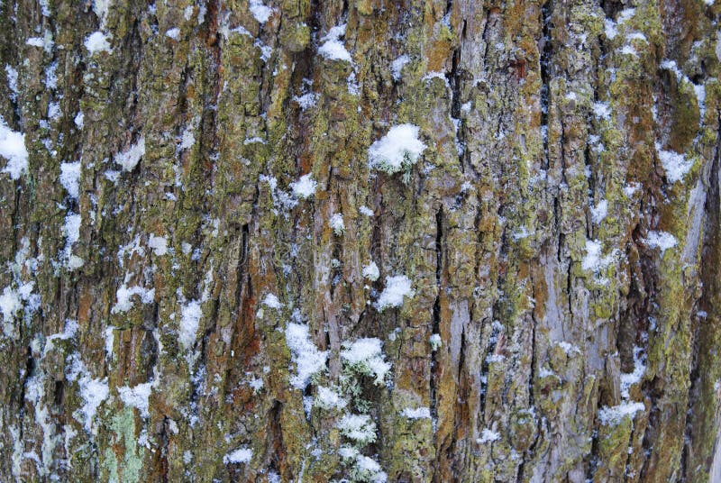 Trunk of a Tree in the Woods in the Snow Stock Photo - Image of ...