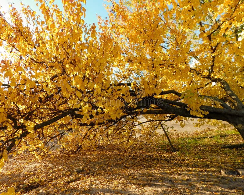 The Trunk of the Tree with Yellow Leaves Leaning Down the Ground Stock ...
