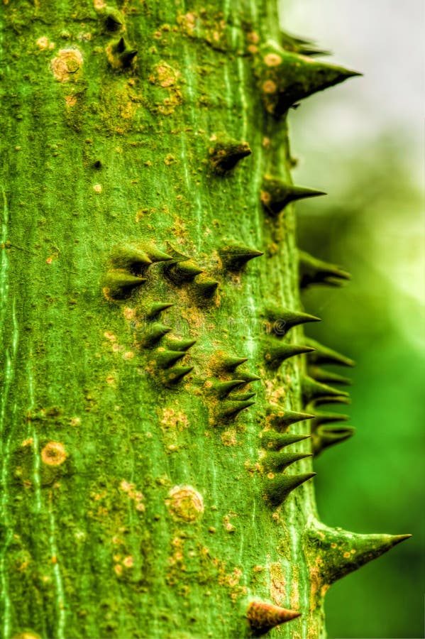 Trunk stock image. Image of leaves, healthy, kapok, roots - 63891581