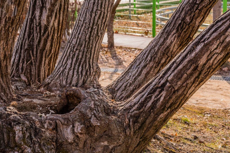 Trunk of Trees Growing Together Stock Image - Image of picnic, mutation ...