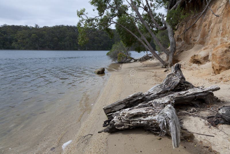 Trunk and Trees at the Mallacoota Inlet Stock Image - Image of trees ...