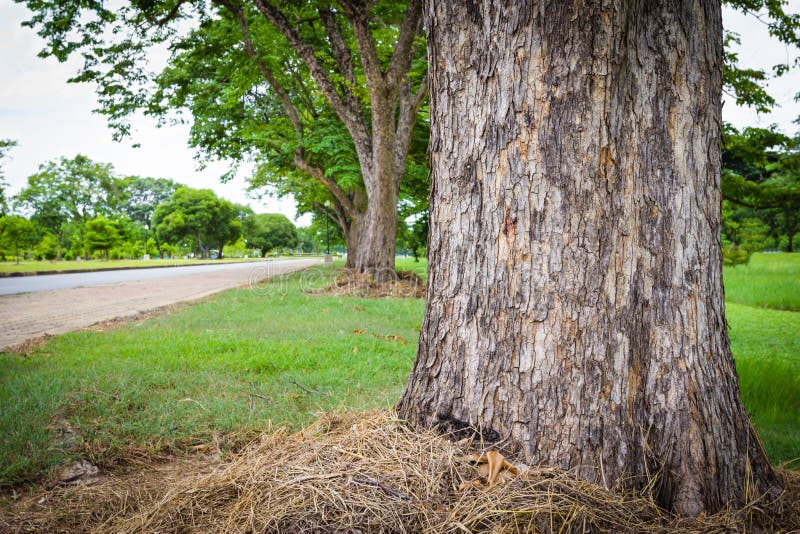 Beside Trunk of Trees are Near Road Stock Photo - Image of wood, bark ...