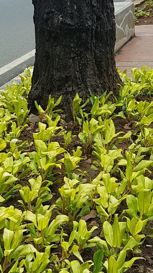 The Trunk Trees in Small Garden Forests Stock Image - Image of green ...