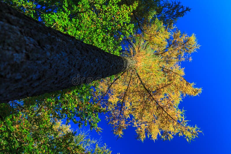 Trunk and Treetop in Autumn Forest Stock Image - Image of countryside ...