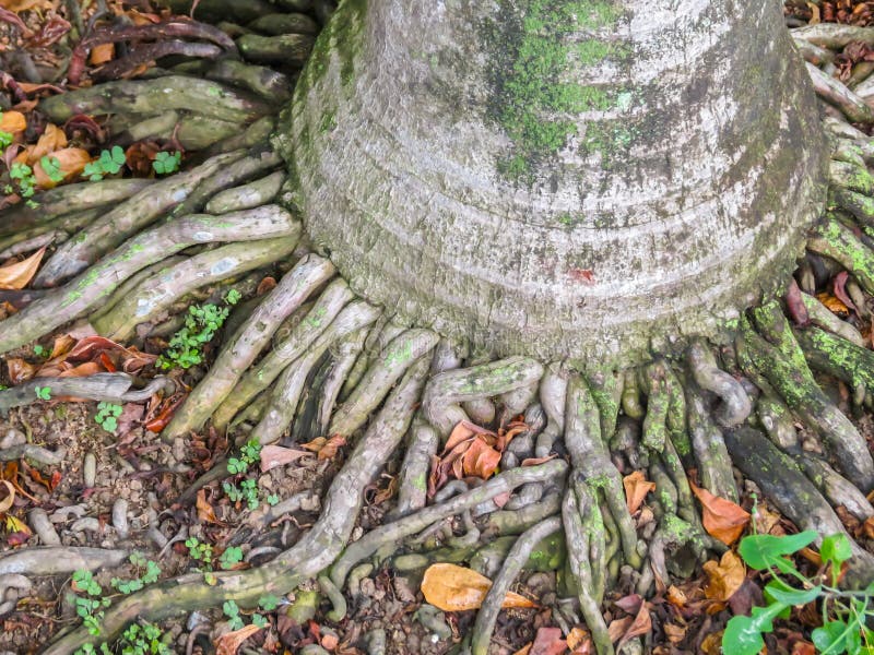Trunk of a Tropical Tree with Air Roots Stock Image - Image of ancient ...