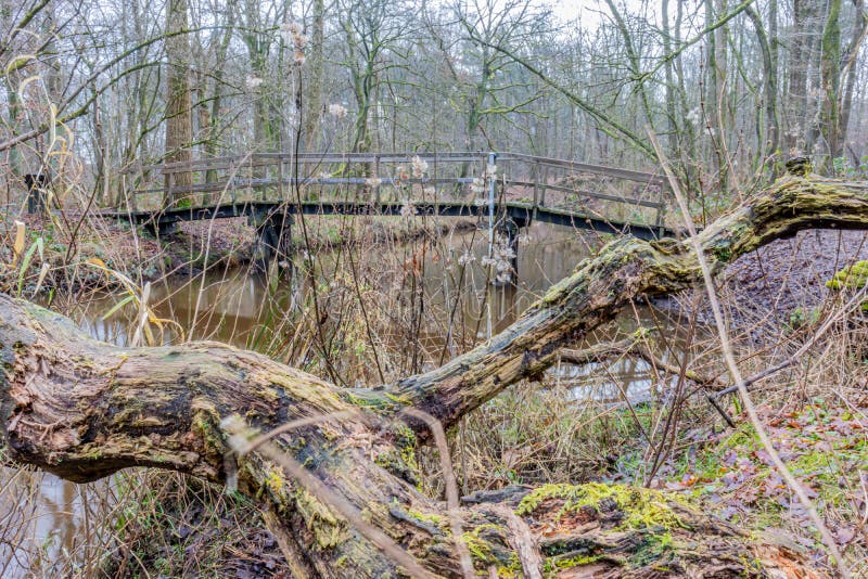 Trunk and Twisted Branches with Moss from a Fallen Tree, Bridge Over ...