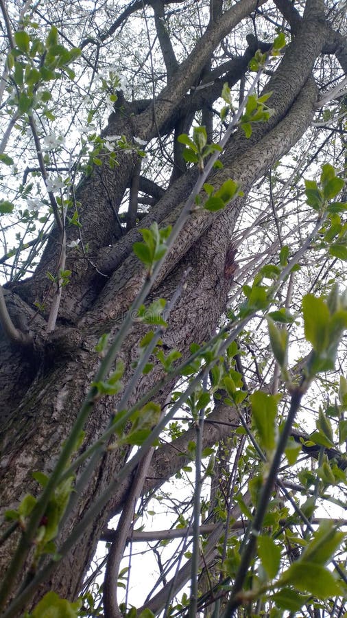 Trunk of Two Twisted Trees and Small Twigs Around Stock Image - Image ...