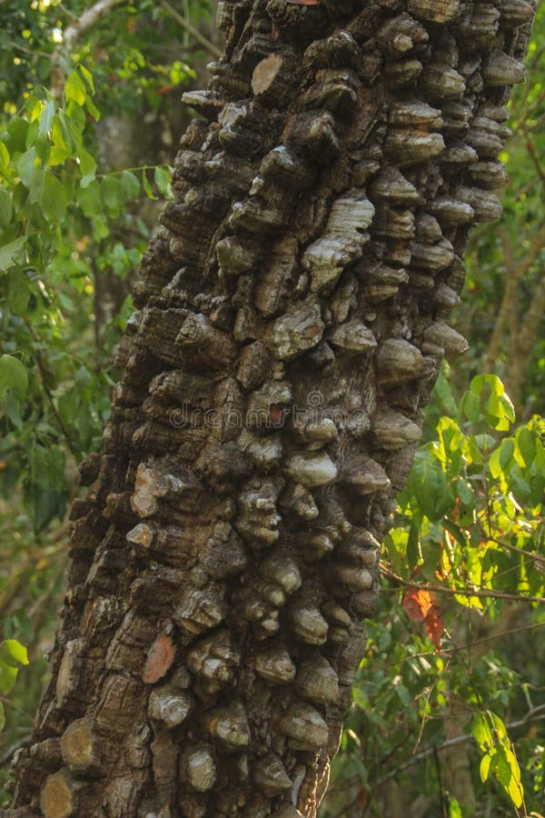 The Trunk of an Unusual Ceiba Pentandra Tree with Large Sharp Spikes ...